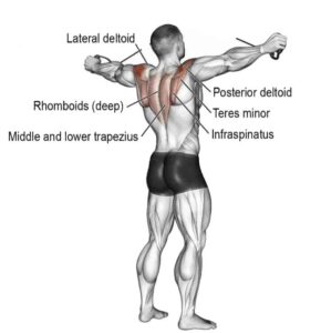 Reverse Cable Fly: Muscles Worked, How To Do and Form