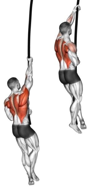 25 Best Forearm Exercises for Mass and Strength
