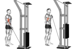 Cable Curl: Complete Step-By-Step Guide