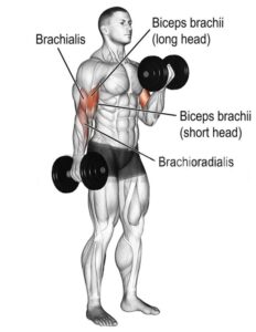 How To Do Standing Dumbbell Bicep Curls