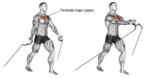 Low To High Cable Fly: Muscles Worked, Form and Alternates