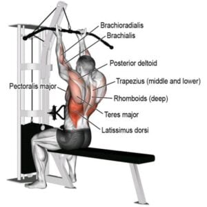 Reverse Grip Lat Pulldown: Muscles Worked and How To Do