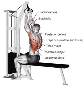 V Bar Lat Pulldown: Muscles Worked and How To Do,