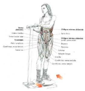 Torso Rotation Machine: How To Do, Muscles Worked, Benefits
