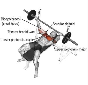 Reverse Grip Bench Press: Muscles Worked, How-To