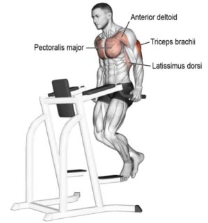 Parallel Bar Dip: How To Do and Muscles Worked
