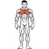 Muscle Chart and Exercises