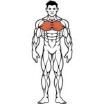 Muscle Chart and Exercises