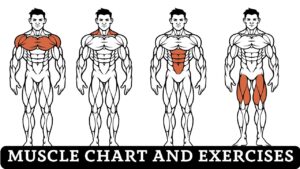Muscle Chart and Exercises